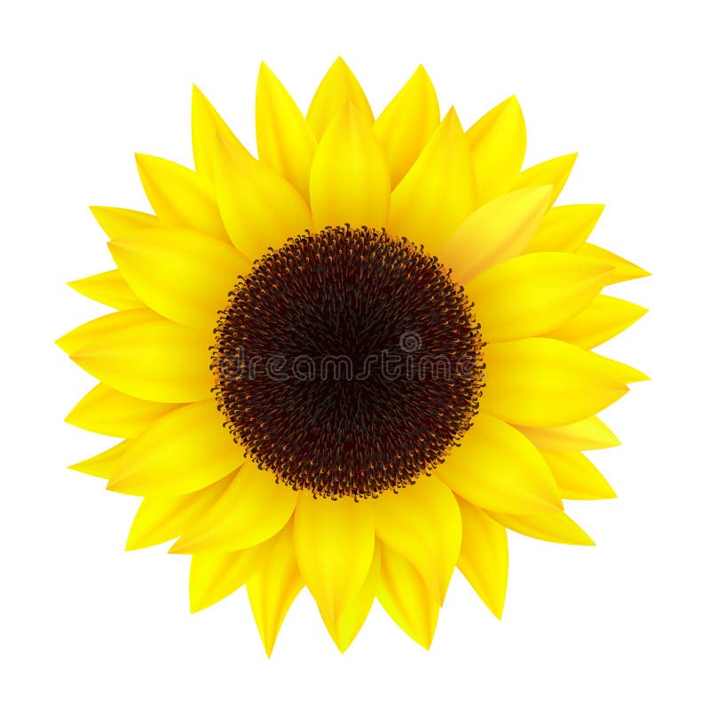 Sunflower, Realistic Effect, Isolated on White Background, Vector ...