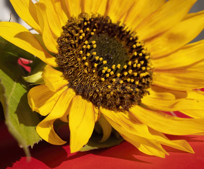 Sunflower on a Red Background. Summer Background, Shadows from a ...