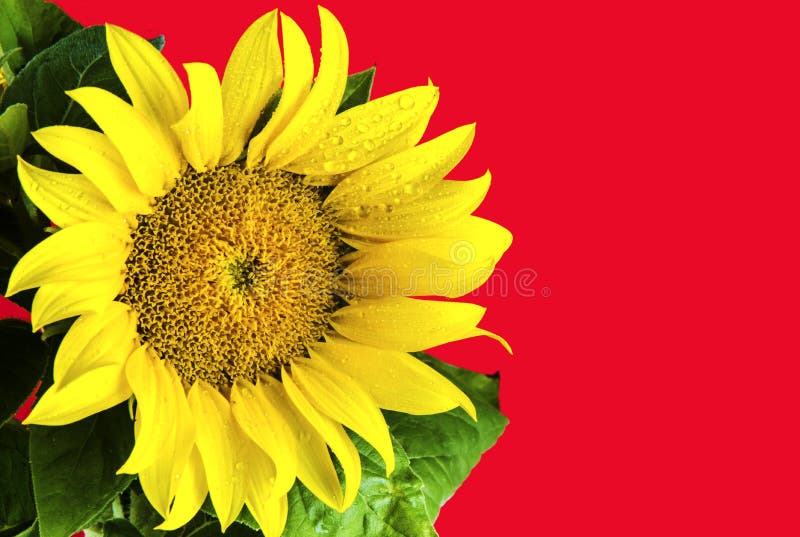 Sunflower on Red Background Stock Photo - Image of pleasure, yellow ...