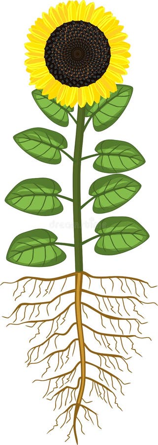 Sunflower Root Stock Illustrations – 633 Sunflower Root Stock ...