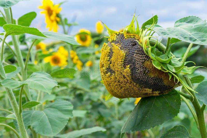 Sunflower with Ripe Seeds. Autumn Sunflower Harvest Stock Photo - Image ...