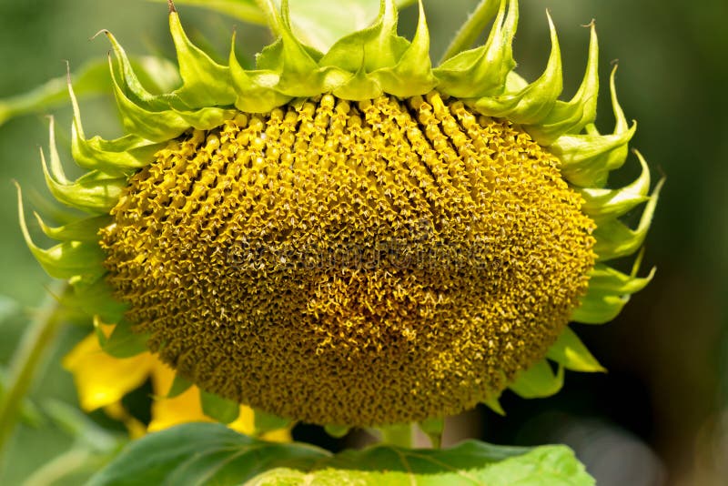 Sunflower with Ripe Seeds in the Garden Stock Image - Image of green ...