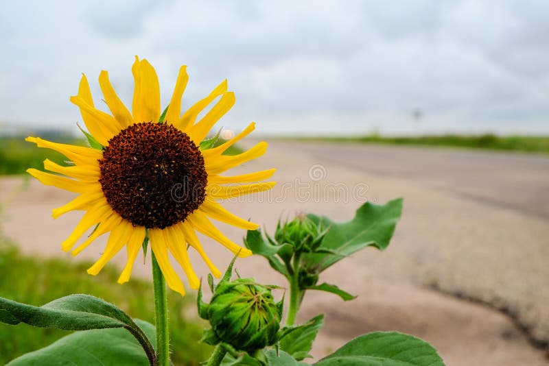 Sunflower on the road stock photo. Image of grow, fast - 105828896