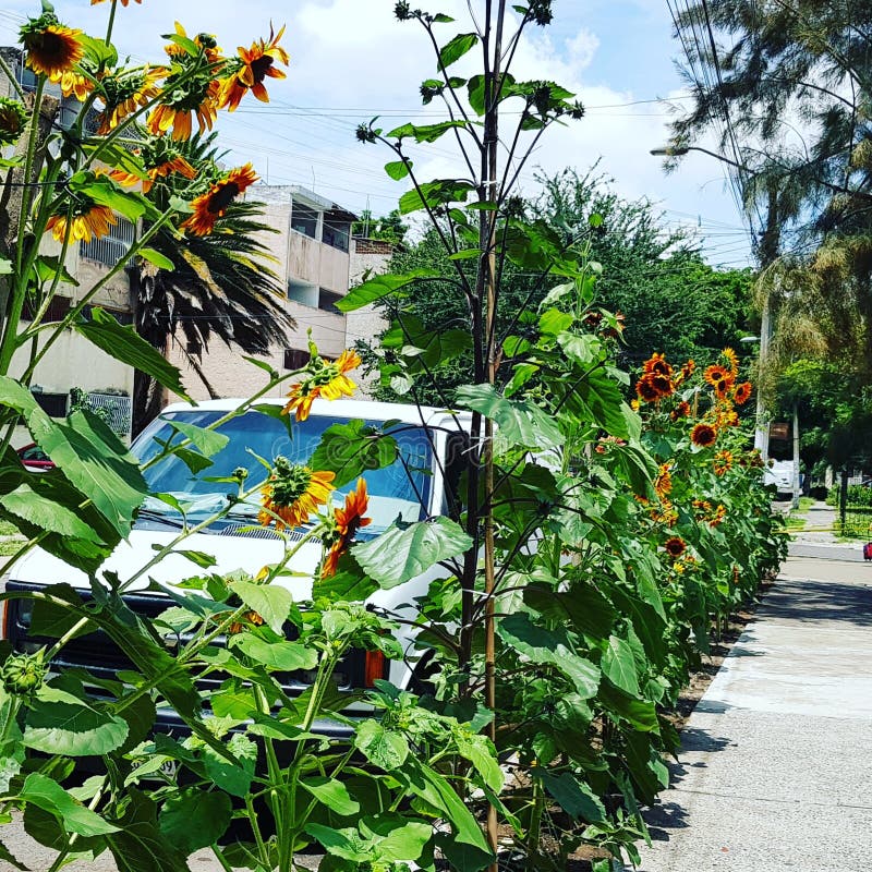 Sunflower road stock photo. Image of happiness, nature - 120003708