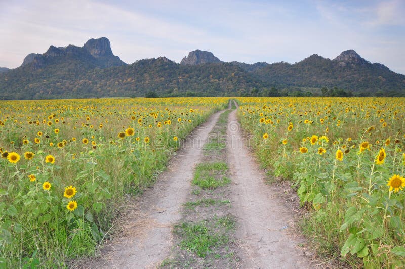 Sunflower road stock photo. Image of moutain, road, flower - 31688790