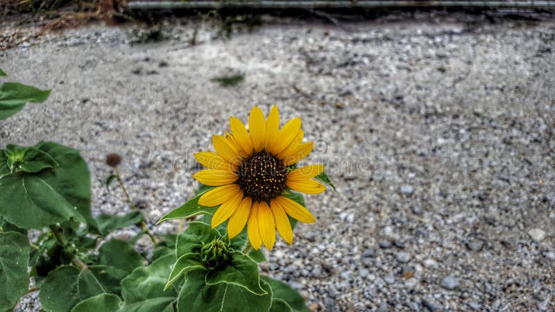 Sunflower rocks stock image. Image of beach, blue, colorful - 35408733