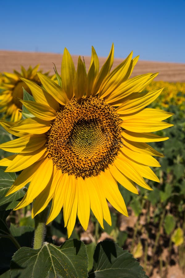 Sunflower in Rolling Fields in Valensole France on a Sunny Spring Day ...