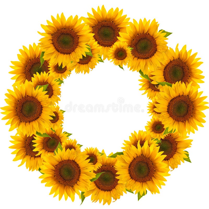 724 Sunflower Circle Frame Stock Photos - Free & Royalty-Free Stock ...