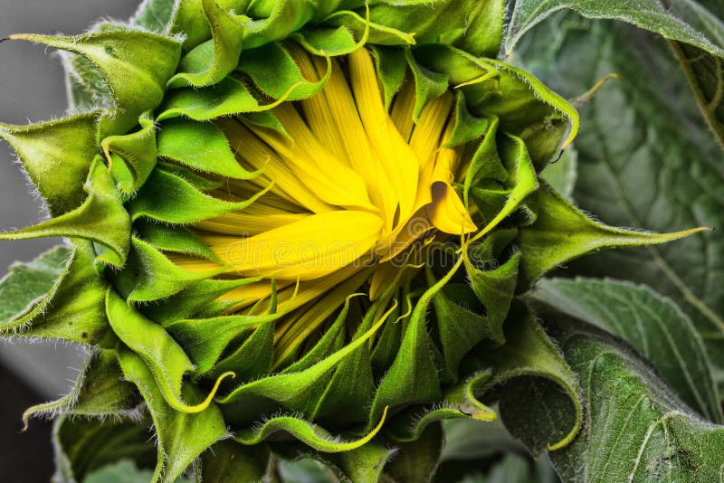 Sunflower stock image. Image of growth, colorful, closeup - 69215527