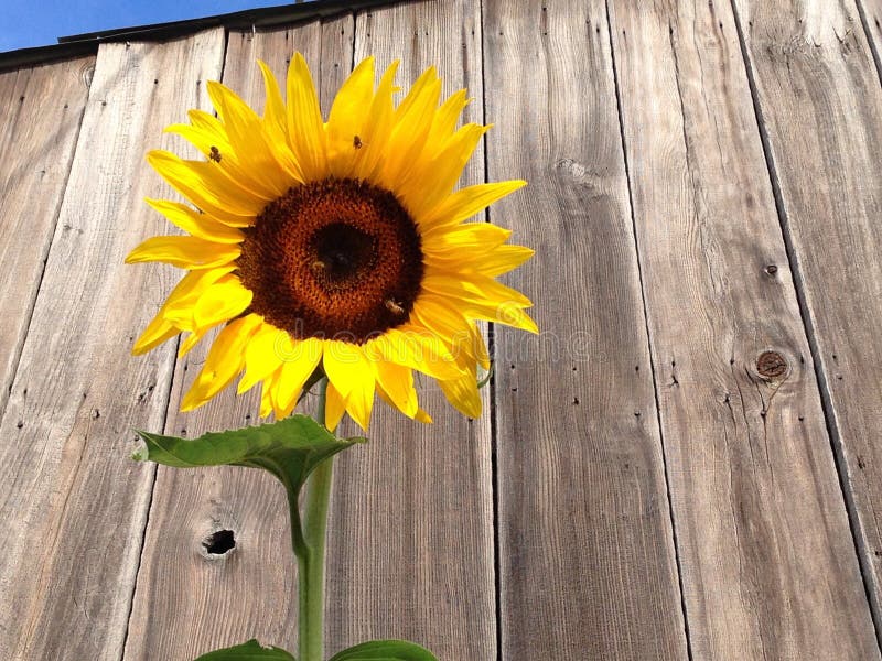 Sunflower rustic barn stock photo. Image of sunflower - 100269638