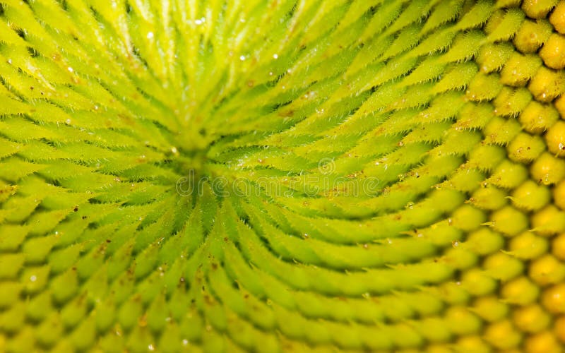 Sunflower`s Details and within Pollen Patterns and Colors are V Stock ...