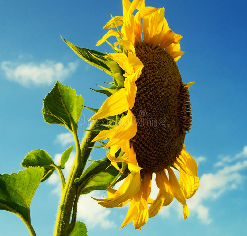 Sunflower`s Head Under Blue Sky Stock Photo - Image of copyspace ...