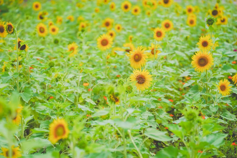 The Beautiful Sunflower Sea in Summer in June Stock Image - Image of ...