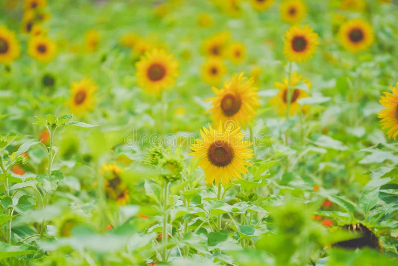 The Beautiful Sunflower Sea in Summer in June Stock Photo - Image of ...