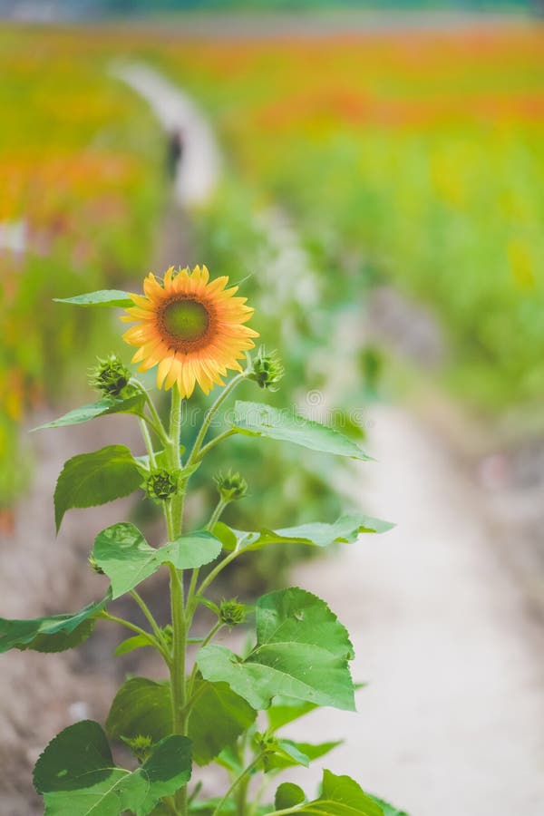 The Beautiful Sunflower Sea in Summer in June Stock Photo - Image of ...