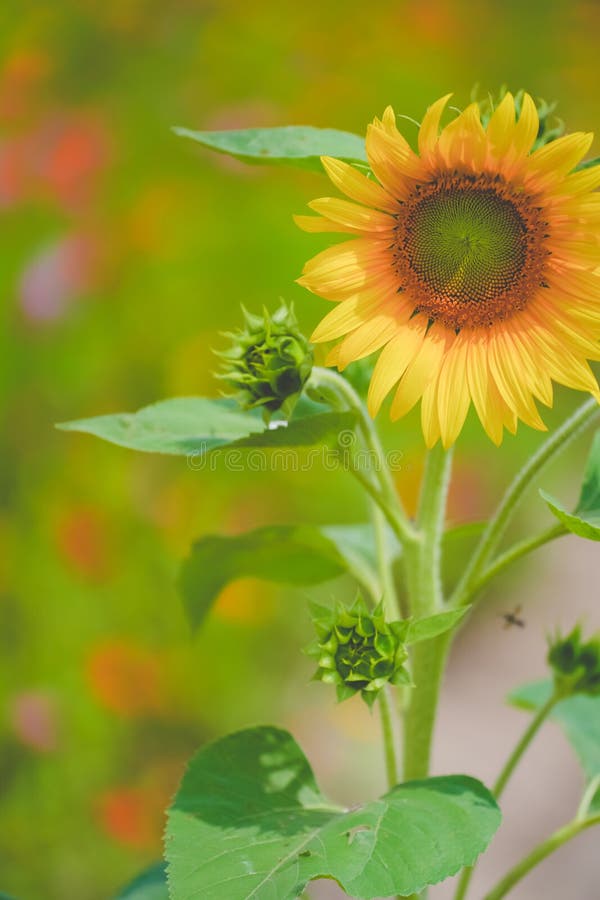 The Beautiful Sunflower Sea in Summer in June Stock Photo - Image of ...
