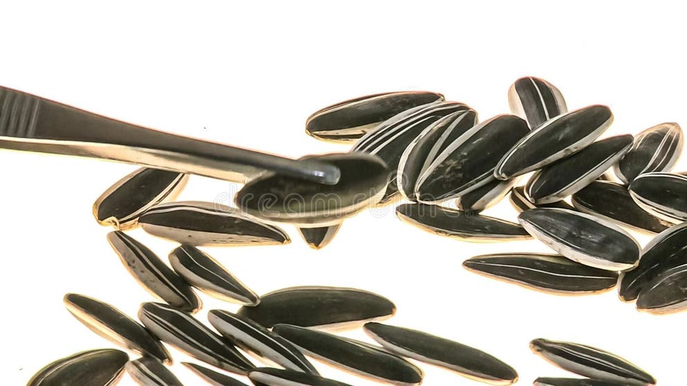 Sunflower seed stock image. Image of iron, necklace - 335382433