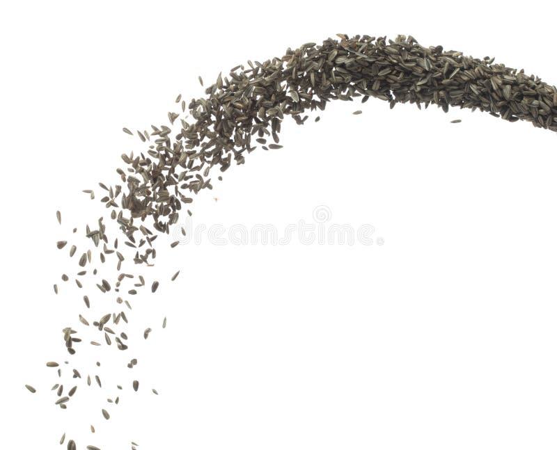 Sunflower Seed Grain Fly in Air. Sunflower Seed Falling Scatter ...