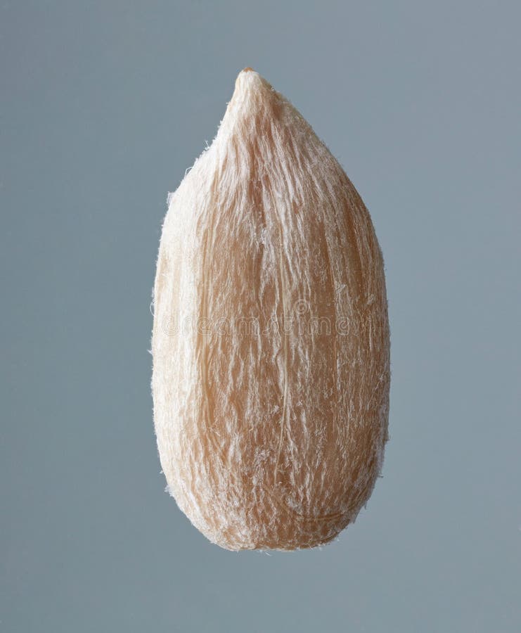 Sunflower seed macro stock photo. Image of diet, close - 229610206