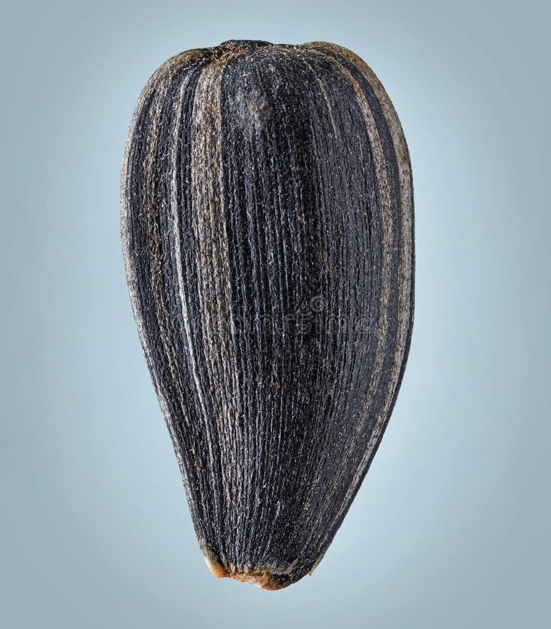 Sunflower seed macro stock image. Image of grow, botany - 229813125