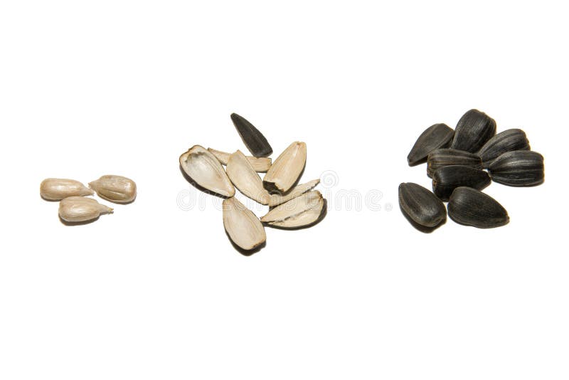 Sunflower Seed. Open Sunflower Seeds. Isolated on White Background ...