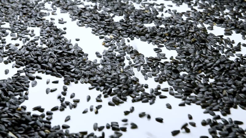 Sunflower Seed Processing at the Factory. Stock Footage - Video of ...