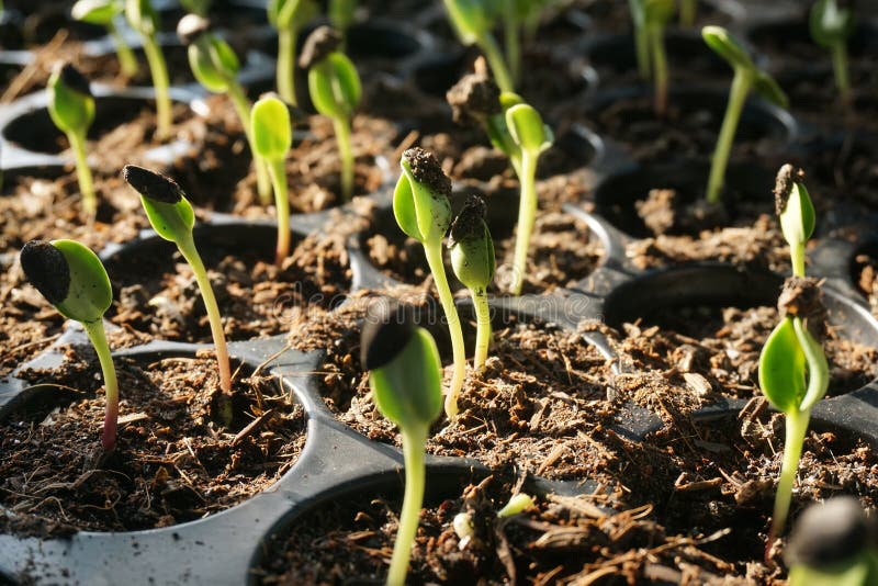 Sunflower Seedlings In Nature Garden Stock Photo - Image of plant ...
