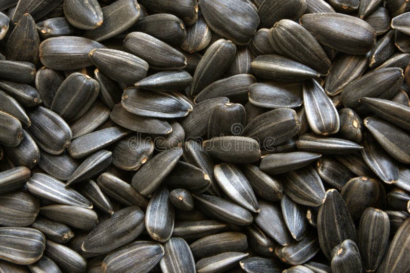 Seeds (Plantago Lanceolata L.) Stock Photo - Image of bonelet, plantago ...