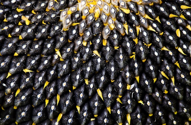 Laboratory stock photo. Image of microscope, liquid, horizontal - 14173894