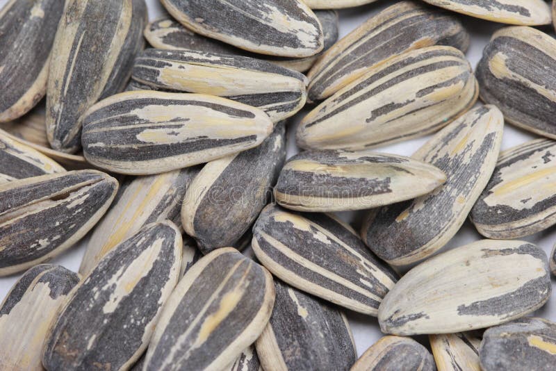 Sunflower seeds stock photo. Image of black, closeup - 24449724