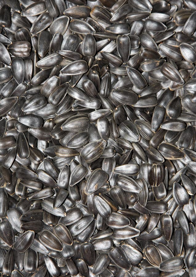 Sunflower Seeds. in the Natural State before Processing Stock Photo ...