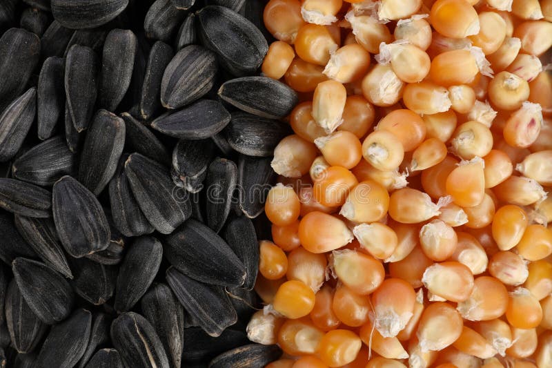 Sunflower Seeds and Corn Kernels As Background, Top View Stock Photo ...