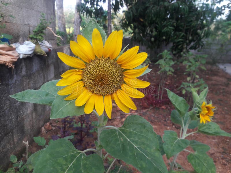 Sunflower stock photo. Image of fruits, trees, mango - 125490482