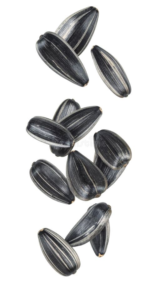 Sunflower Seeds Falling Against a Transparent Background, Creating a ...