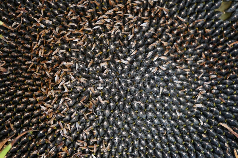 Sunflower Seeds in Flower Close Up Pattern Stock Photo - Image of ...