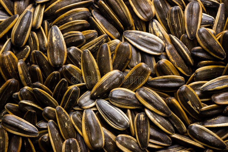 Sunflower Seeds Frame with Copy Space Stock Photo - Image of closeup ...