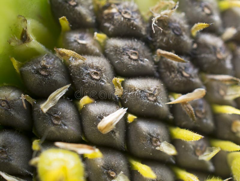 Sunflower with Seeds (Macro) Stock Photo - Image of plant, crop: 56477744