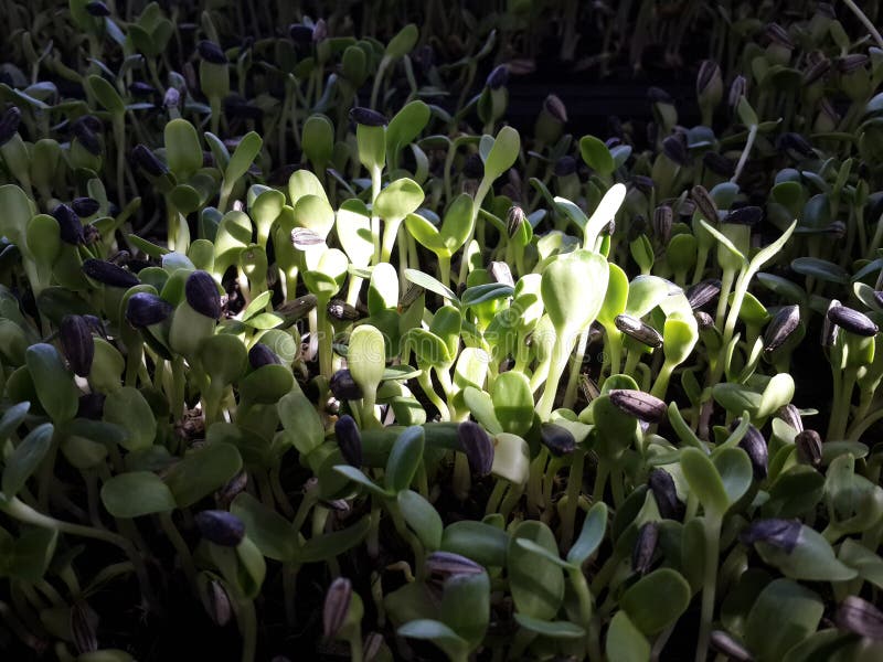 Sunflower Seed Germination Different Stages Stock Photos - Free ...