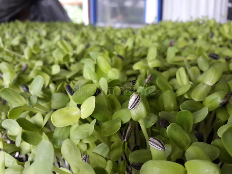 Sunflower Seed Germination Different Stages Stock Photos - Free ...