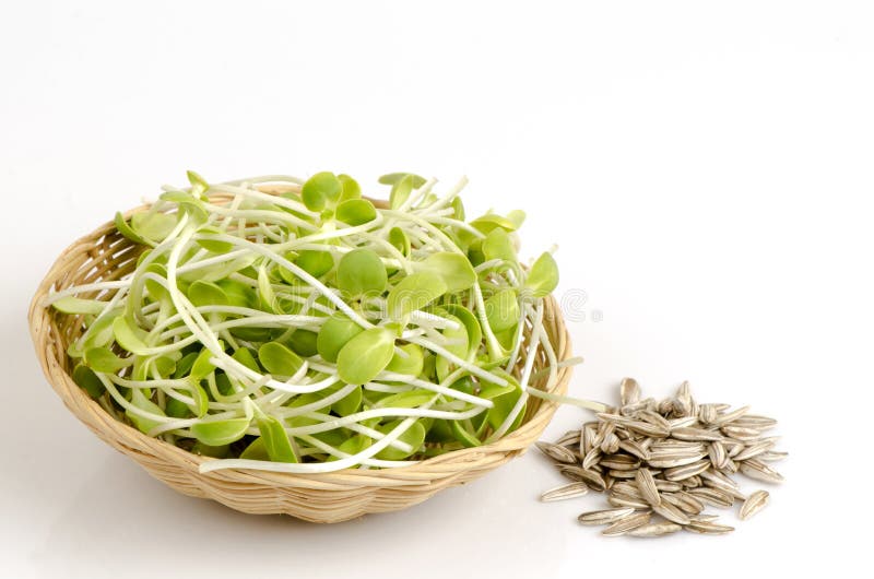 Sunflower, Sunflower Seeds and Sunflower Oil (Helianthus Annuus L ...