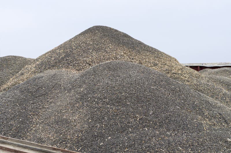 Sunflower Seeds on a Ship for Transport Stock Photo - Image of reaping ...