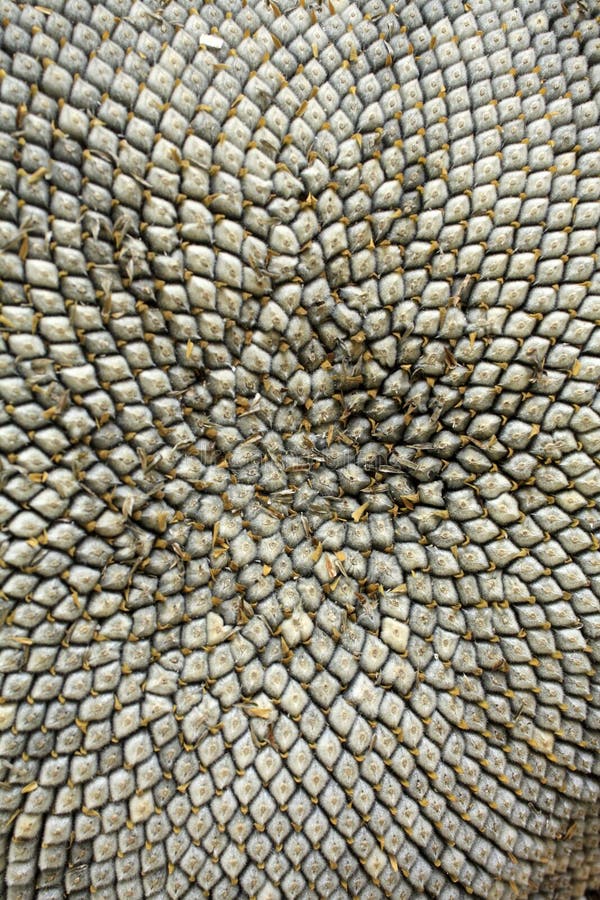 Sunflower Seeds Texture. Wallpaper Macro Seeds of the Sunflower Stock ...