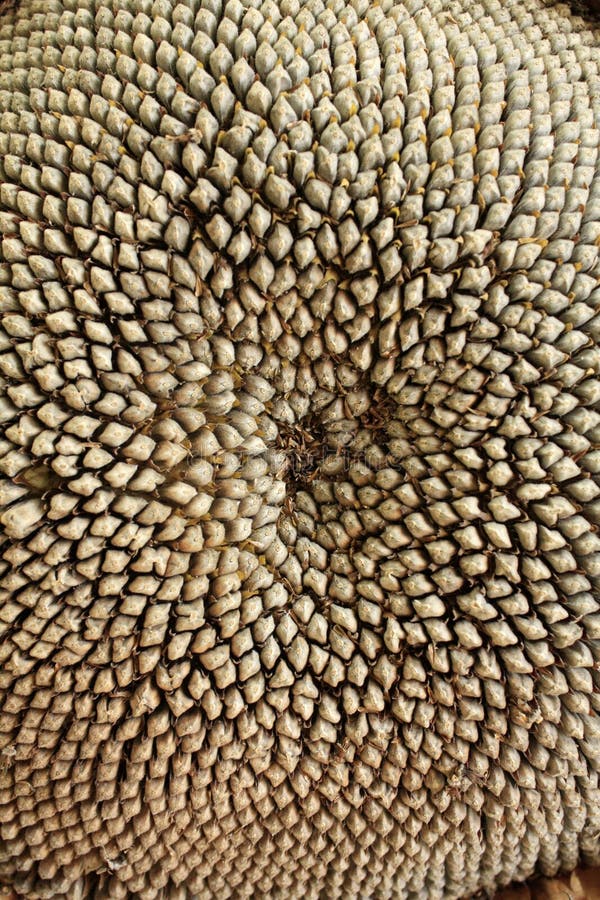 Sunflower Seeds Texture. Wallpaper Macro Seeds of the Sunflower Stock ...