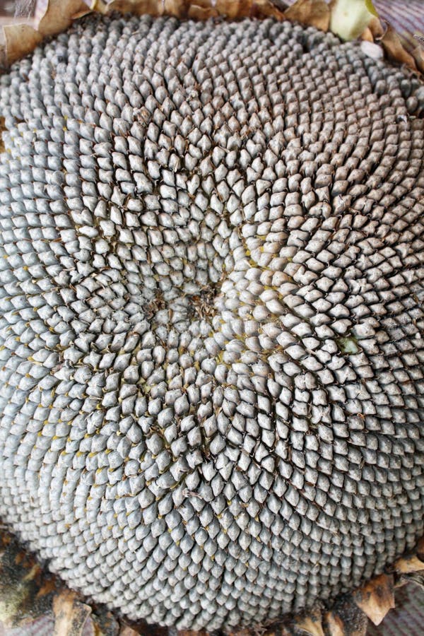 Sunflower Seeds Texture. Wallpaper Macro Seeds of the Sunflower Stock ...