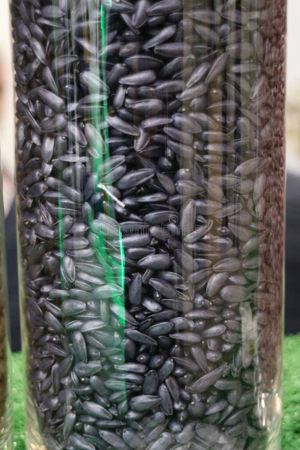 Sunflower seeds stock photo. Image of farming, agribusiness - 197843240