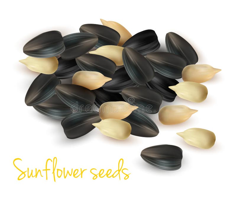 Many Seeds Stock Illustrations – 831 Many Seeds Stock Illustrations ...