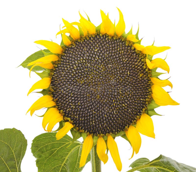 Hiking Boots Icon in Black Style Isolated on White Background. Shoes ...