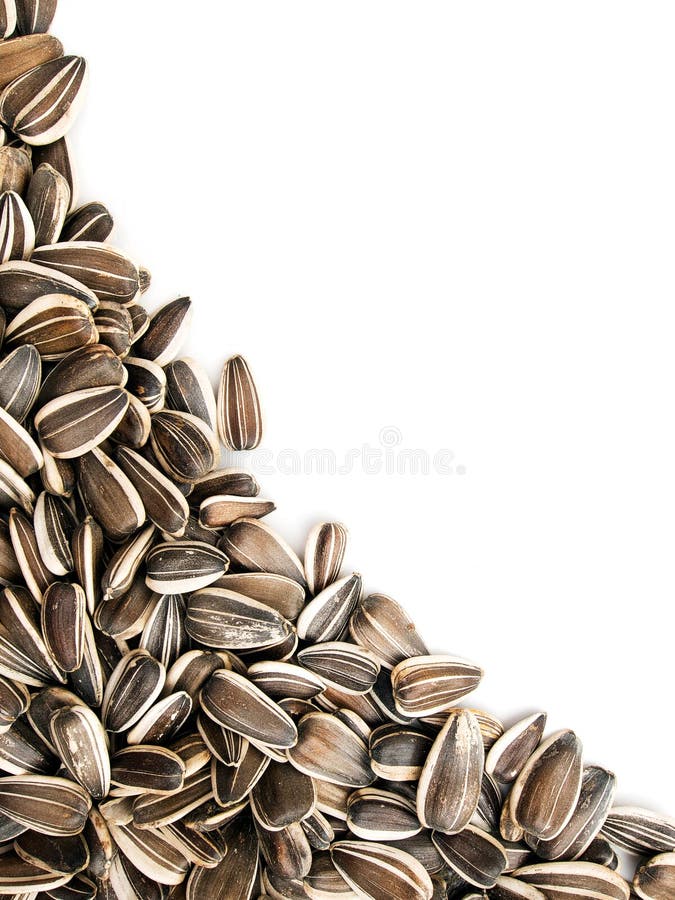Sunflower Seed Head - Detail Stock Photo - Image of nature, beautiful ...