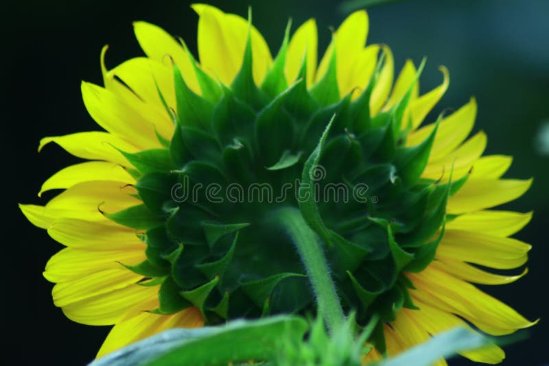 Sunflower seen from behind stock image. Image of yellowflower - 212629037
