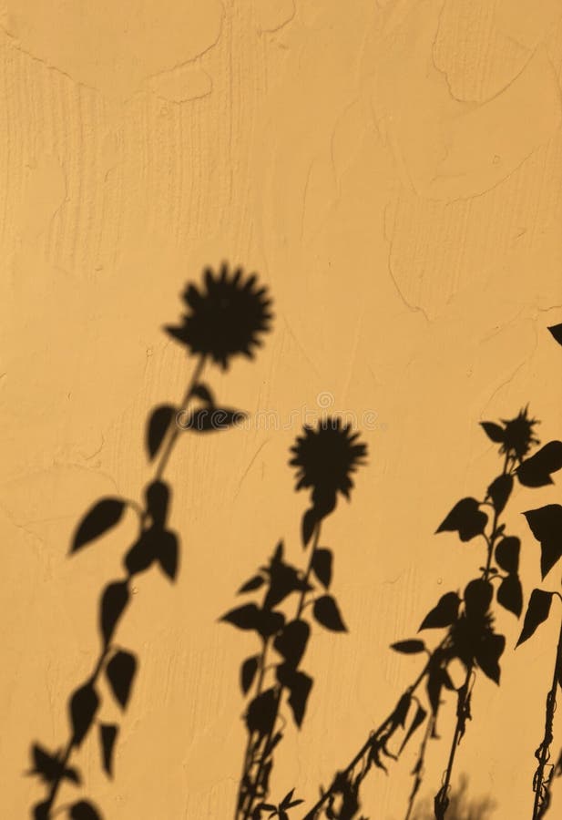 Sunflower shadows stock image. Image of sunflower, shadows - 129091727